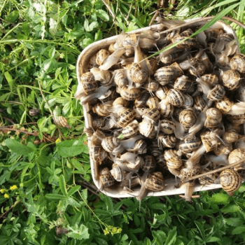 Escargot World - Snails Guides and Facts - Escargot World