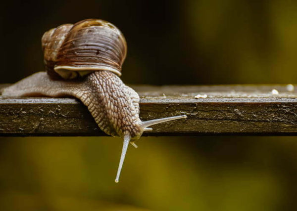 Starting Snail Farming Made Easy with this 7 Steps Guide