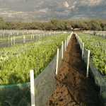 Snails Anatomy - The Fascinating Body of Mollusks (2024 Updated)