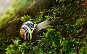 Snail Farming Ultimate Guide: Created By Experienced Snail Farmers