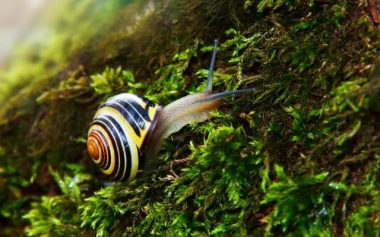 Snail Farming Ultimate Guide: Created By Experienced Snail Farmers
