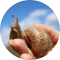 7 Most Common Snails Plus Who Is The Fastest Snail In The World