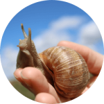 Snail Life Cycle - Egg, Baby Snails and Important Milestones
