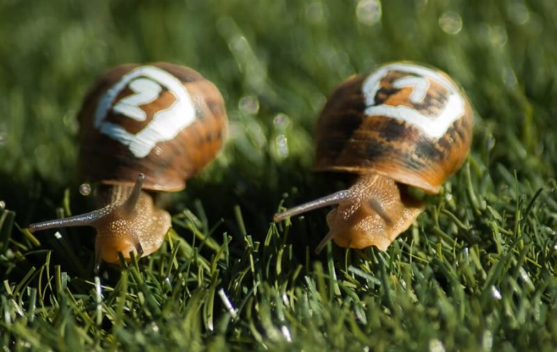 7 Most Common Snails Plus Who Is The Fastest Snail In The World