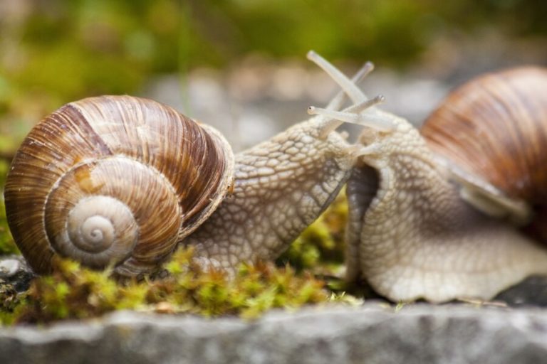 7 Most Common Snails Plus Who Is The Fastest Snail In The World