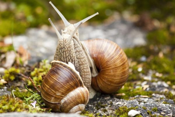 How Do Snails Reproduce - 2025 Research Reveals Slimy Facts
