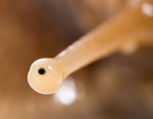 Snails Anatomy - The Fascinating Body of Mollusks (2025 Updated)