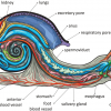 Snails Anatomy - The Fascinating Body of Mollusks (2024 Updated)