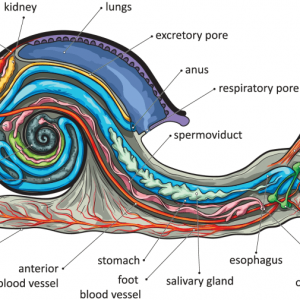 Snails Anatomy - The Fascinating Body of Mollusks (2024 Updated)