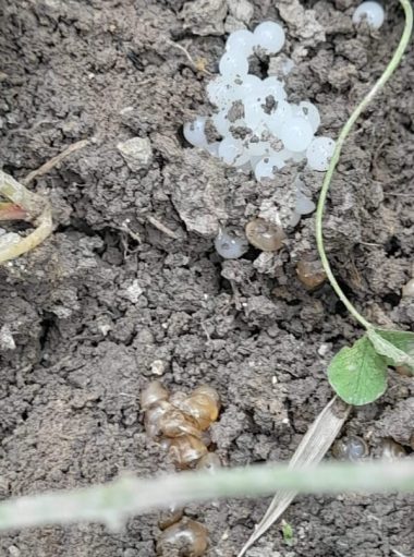 Snail Life Cycle - Egg, Baby Snails and Important Milestones