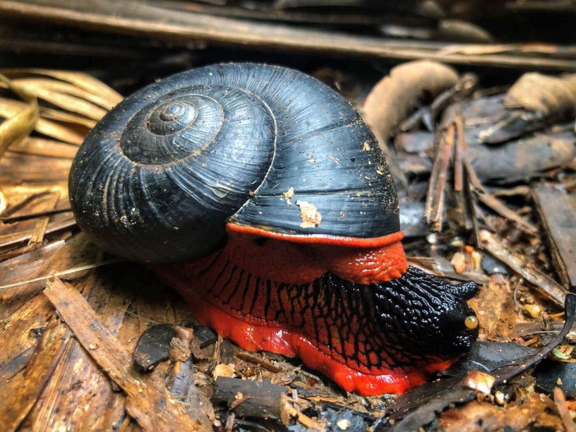 7 Most Common Snails Plus Who Is The Fastest Snail In The World