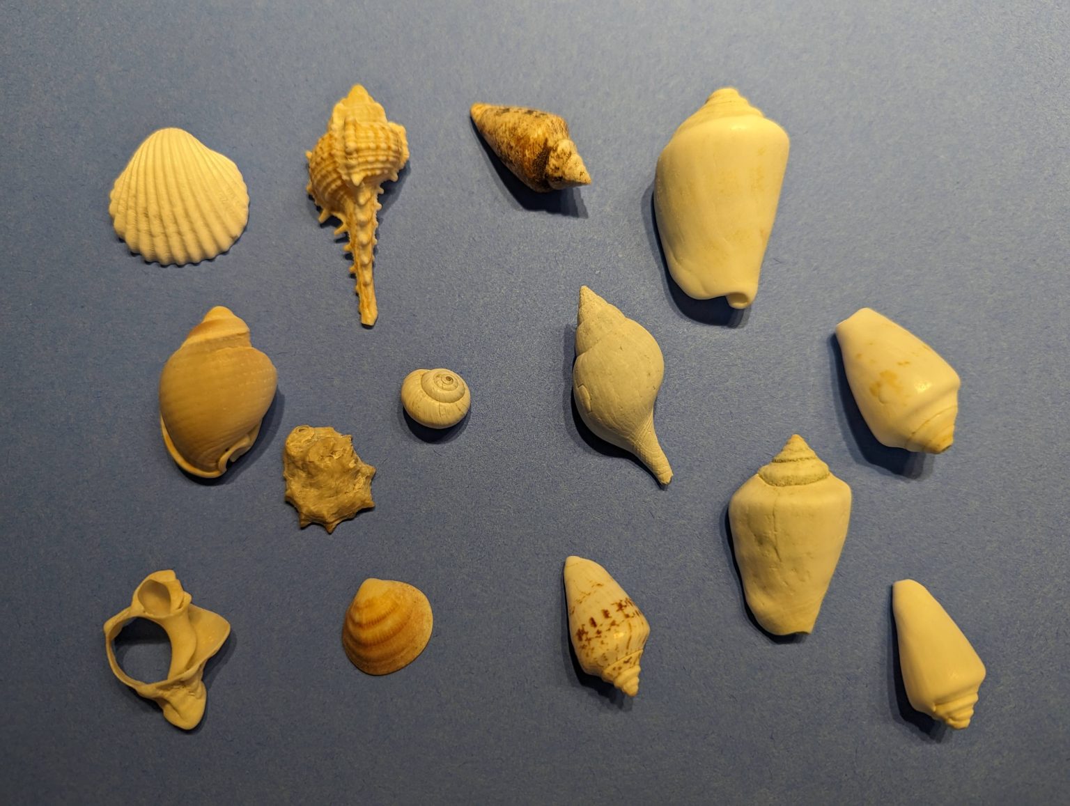 Snail Shell - Where Does It Come From And Other Questions Resolved