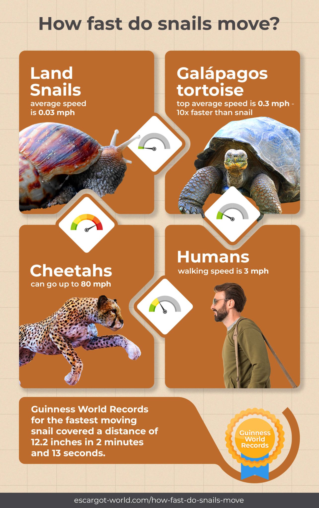 How Fast Do Snails Move? You Would Be Surprised!