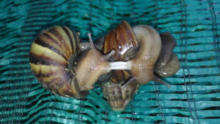 How Do Snails Reproduce - (Hint: Very Slow and Slimy)