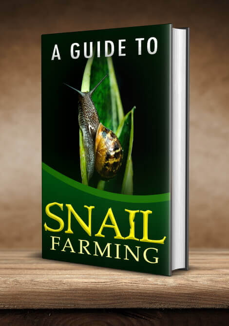 Starting Snail Farming Made Easy with this 7 Steps Guide
